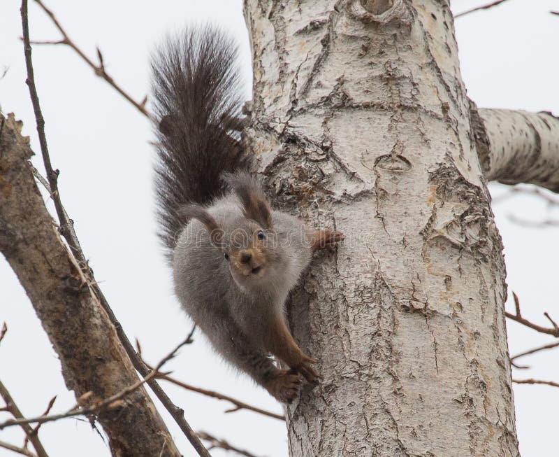 Looking squirrel stock image. Image of fauna, animal - 39710753
