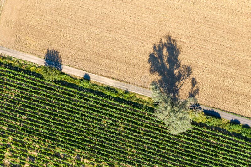 Top View of a Tree with Shadow Stock Photo - Image of nature, scenic ...