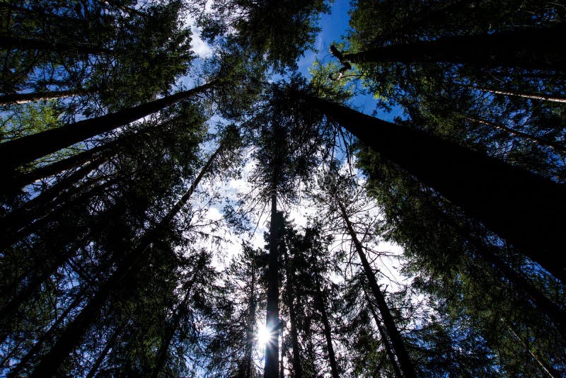Looking Straight Up at Tall Trees Stock Photo - Image of sunlight ...
