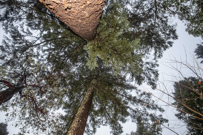 Looking Straight Up at Two Towering Evergreen Trees - Perspective Stock ...