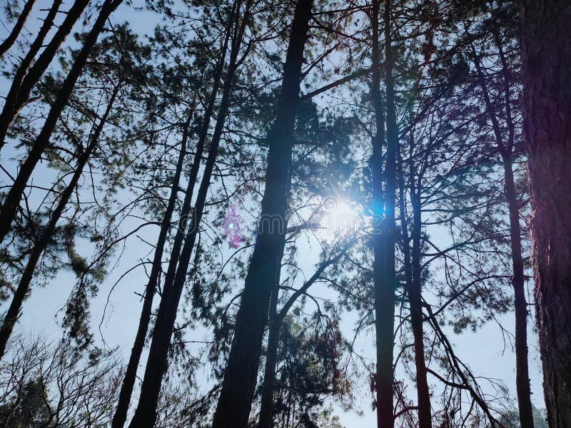 Looking at the Sun through the Pine Trees in the Garden Stock Image ...