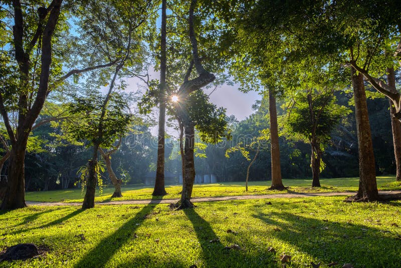 Looking Sunlight into the Forest, Path among the Trees in the Pa Stock ...