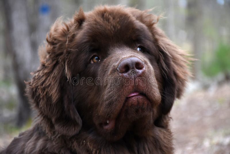Looking into a Sweet Face of a Brown Newfoundland Dog Stock Photo ...
