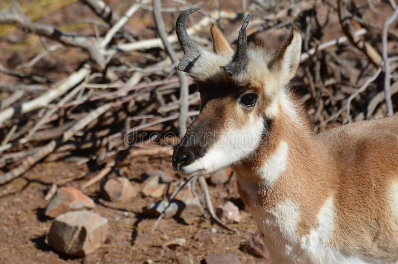 Looking into the Sweet Face of a Pronghorn Stock Image - Image of ...