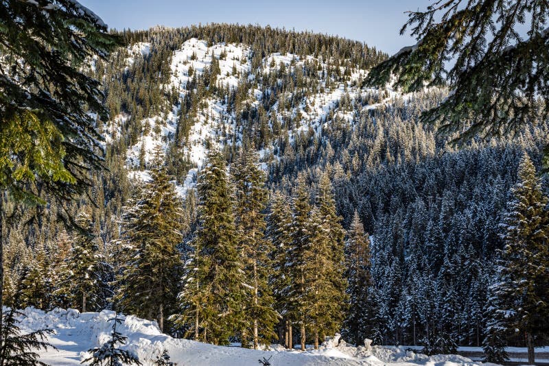 Tall Trees Towards Densely Forested Mountain with Lots of Snow Stock ...
