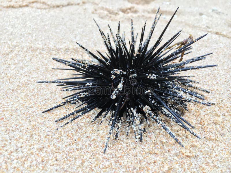 Ikiri Stock Photos - Free & Royalty-Free Stock Photos from Dreamstime