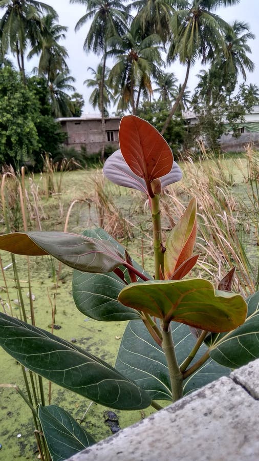 Ravi plant nursery natture stock image. Image of plantravi - 179936247