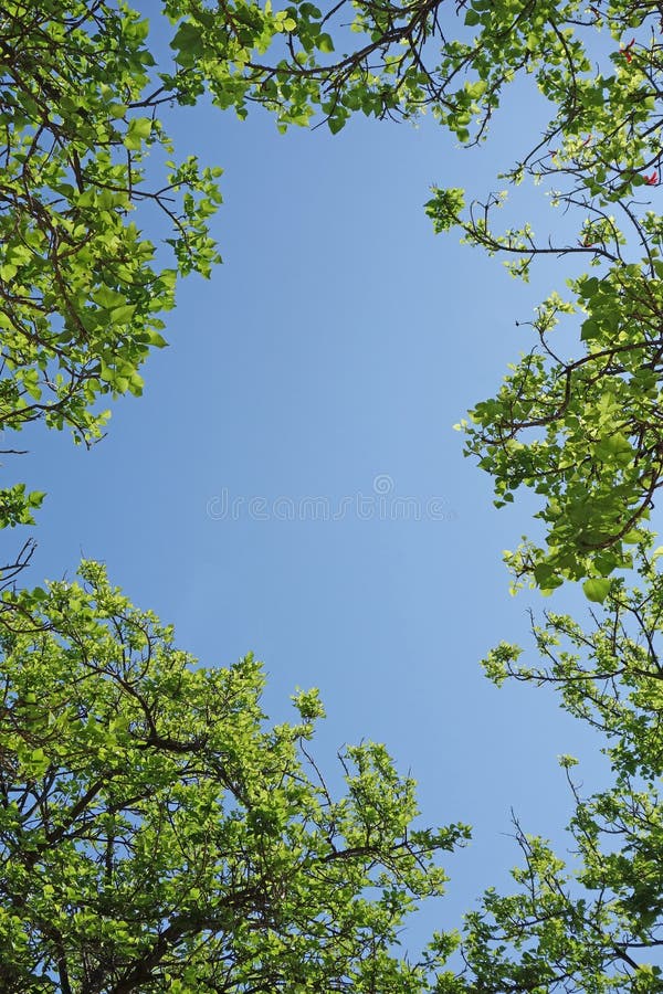 Looking through the Tree Canopy To the Blue Sky Beyond Stock Photo ...