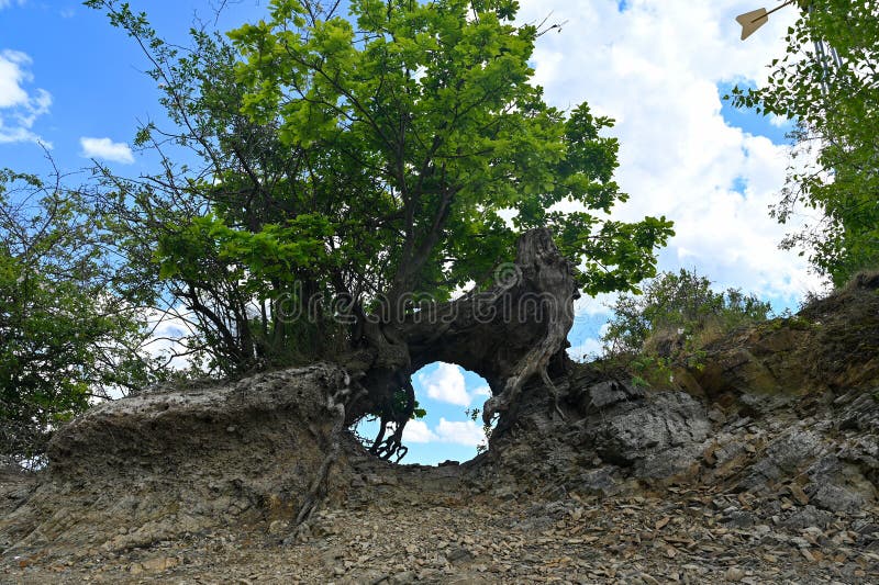 Looking through Tree Roots To Sky Stock Image - Image of root ...