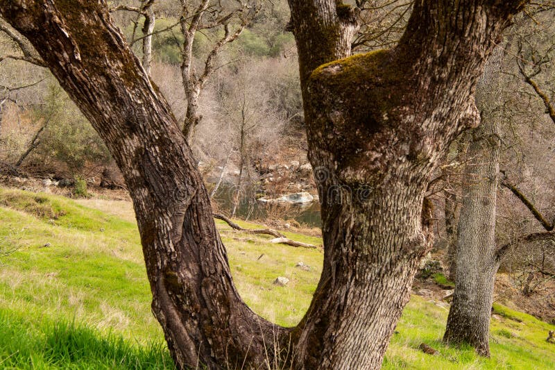 Looking through a tree stock photo. Image of mountains - 271720164