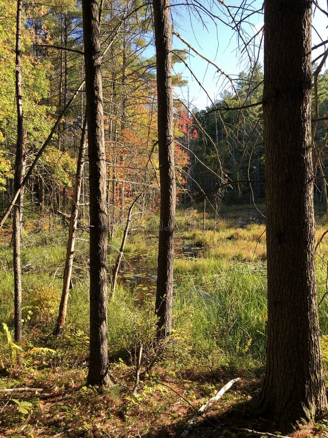 Trees in the marsh stock photo. Image of trees, reeds - 159400716