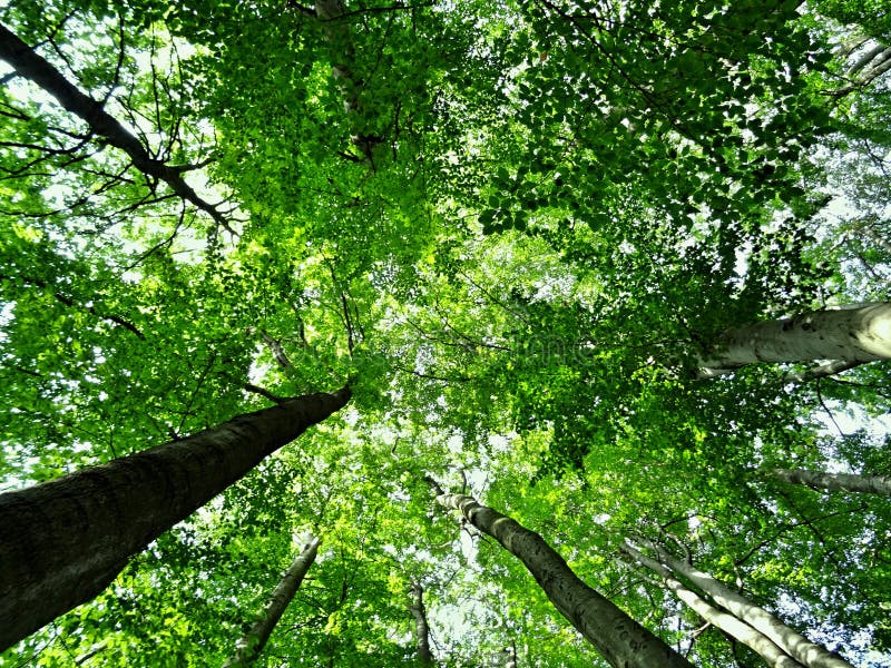 Looking at the treetops stock photo. Image of treetops - 118278748