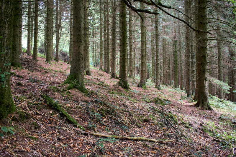 Forest of pine trees stock photo. Image of hill, outdoors - 179706722