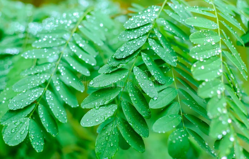 Looking Up at Acacia Tree Branches Stock Photo - Image of summer ...