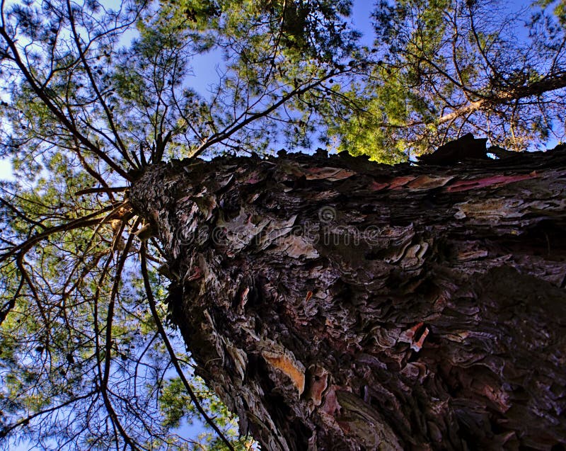 Looking Up Along Tree Trunk Stock Photo - Image of canopy, plant: 143000692