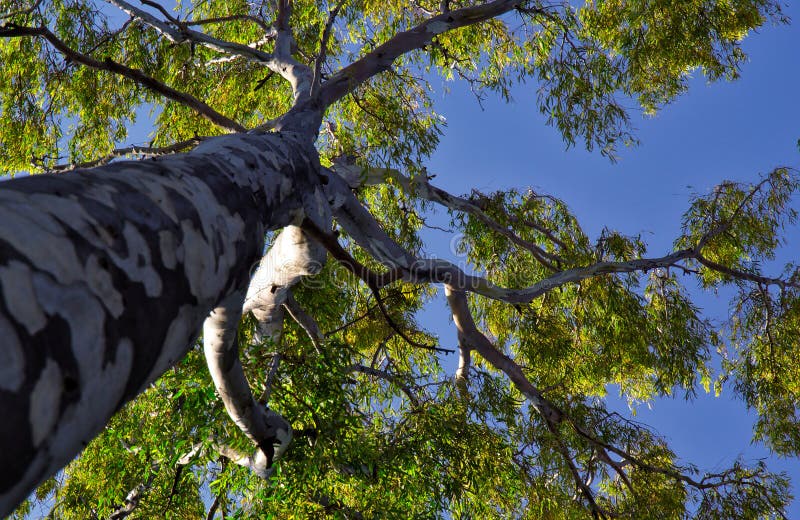 Looking Up Along Tree Trunk Stock Photo - Image of sunlight, park ...