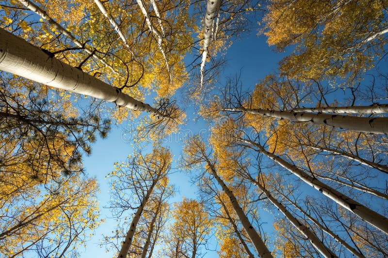 Looking Up through the Trees Stock Photo - Image of beautiful, view ...