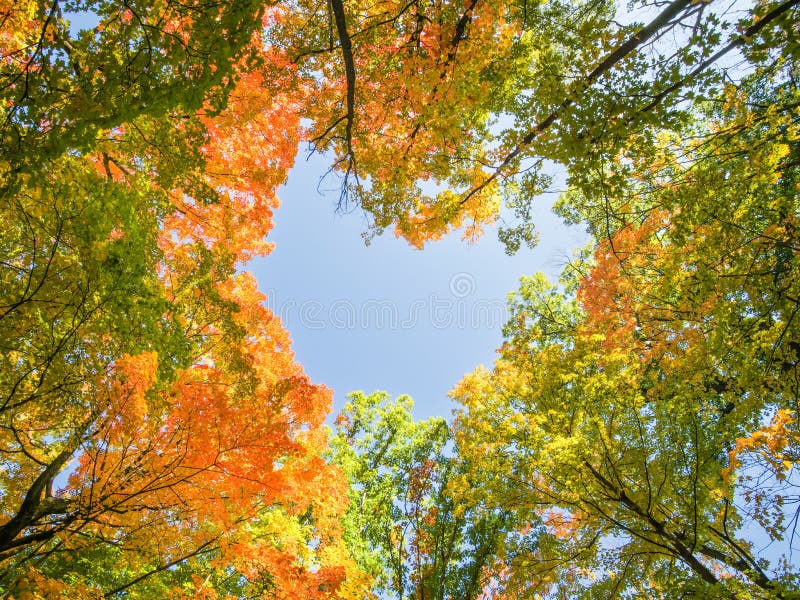 Looking Up at Autumn Forest Stock Photo - Image of flora, tree: 261126858