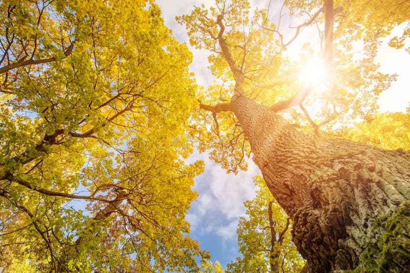 Looking Up on the Autumnal Tree in Natural Park. Stock Image - Image of ...