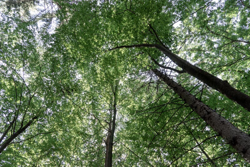 Background Texture, Tops of Deciduous Trees Stock Image - Image of ...