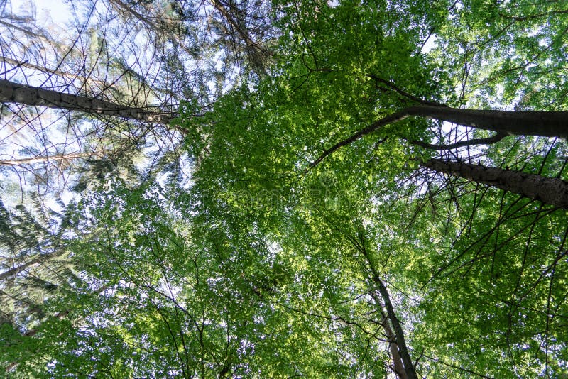 Background Texture, Tops of Deciduous Trees Stock Image - Image of park ...