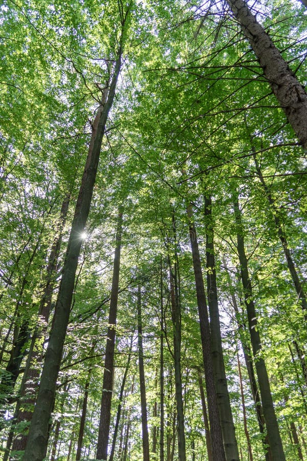 Background Texture, Tops of Deciduous Trees Stock Photo - Image of ...