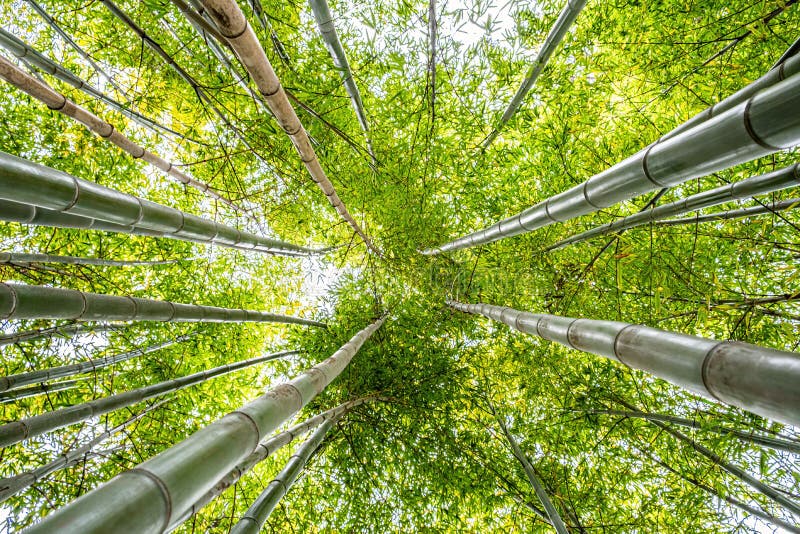 Bamboo Tree Tops on Bright Sunny Day, Stock Photo - Image of light ...