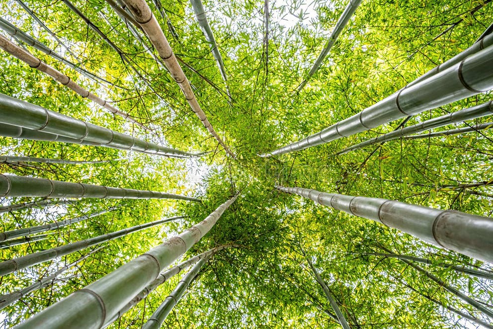 Bamboo Tree Tops on Bright Sunny Day, Stock Photo - Image of light ...