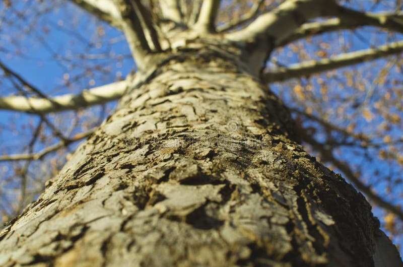 Looking Up the Bare Tree Trunk Stock Image - Image of cool, texture ...