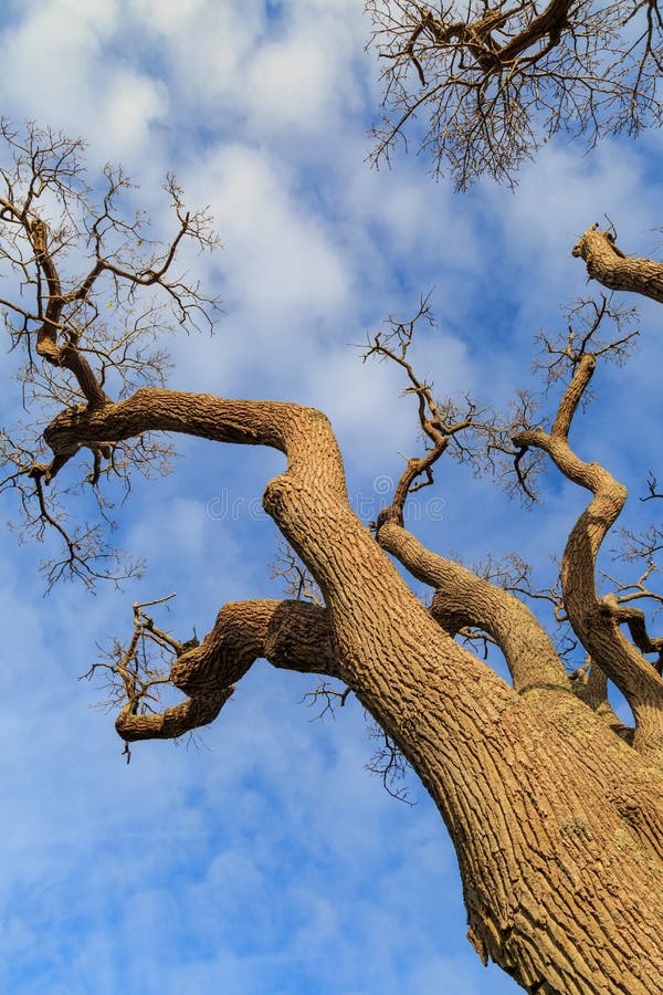 A Bare Tree stock image. Image of tree, trees, sussex - 167465085