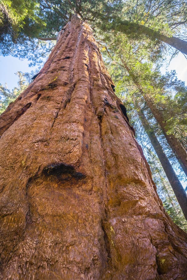 Base of a Sequoia Tree- Olid Foundation Stock Photo - Image of nature ...