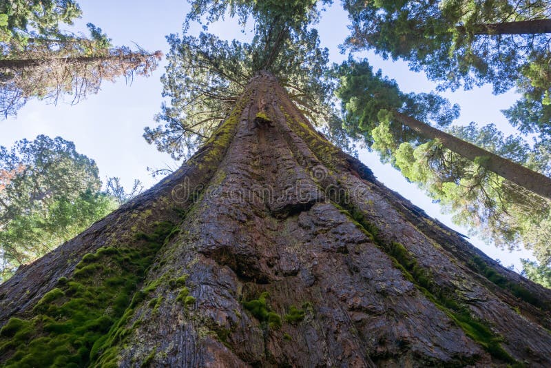 Looking Up from the Base of a Sequoia Tree, Calaveras Big Trees State ...