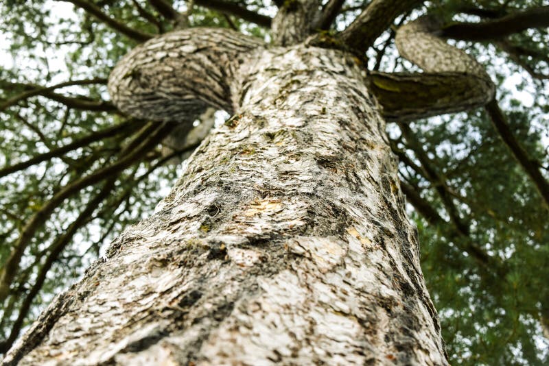 Looking Up from the Base of a Tree through Branches To Sky Above Stock ...