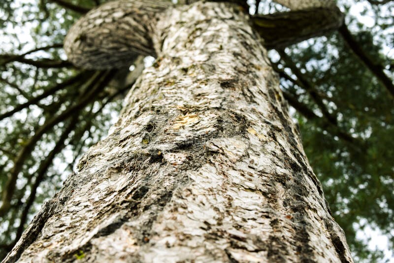 Looking Up from the Base of a Tree through Branches To Sky Above Stock ...