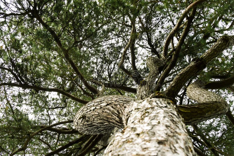 Looking Up from the Base of a Tree through Branches To Sky Above Stock ...