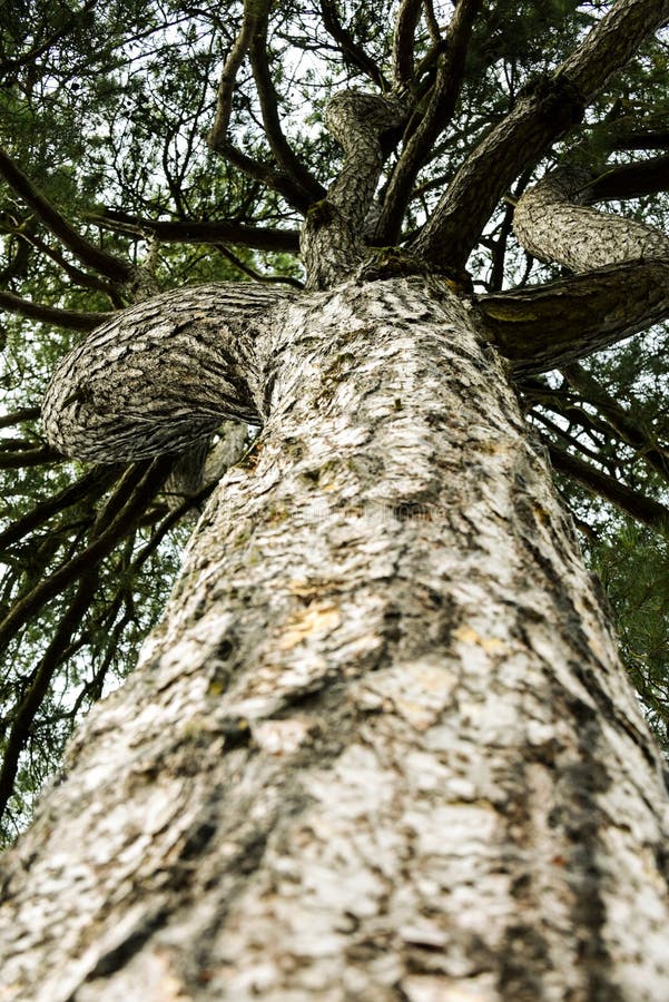 Looking Up from the Base of a Tree through Branches To Sky Above Stock ...