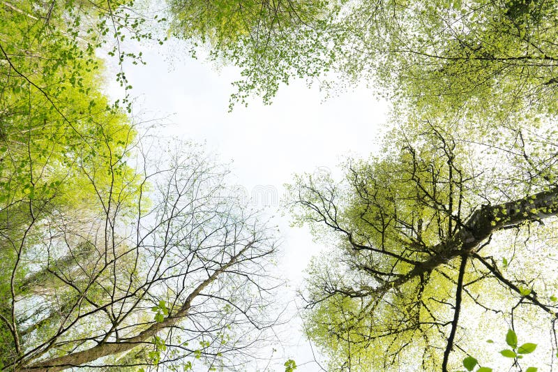 Looking Up in Beautiful Pine Deciduous Forest Trees Woods Canopy Stock ...