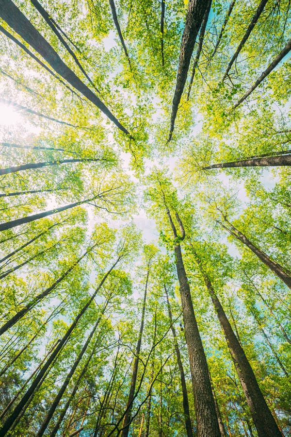 Looking Up in Spring Pine Forest Tree To Canopy Stock Image - Image of ...