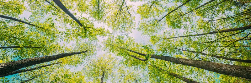 Looking Up in Beautiful Pine Deciduous Forest Trees Woods Canopy ...