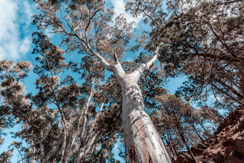 Looking Up at Red Gum Tree. Stock Photo - Image of eucalyptus, native ...