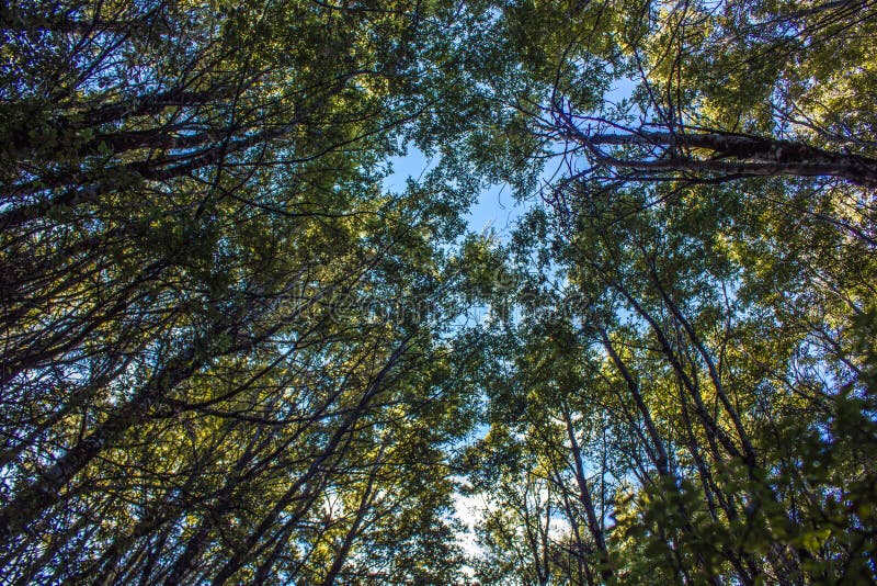 Looking Up through the Beech Forest Canopy Stock Image - Image of ...