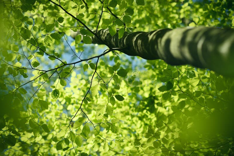 Looking Up into the Beech Tree Stock Photo - Image of closeup ...
