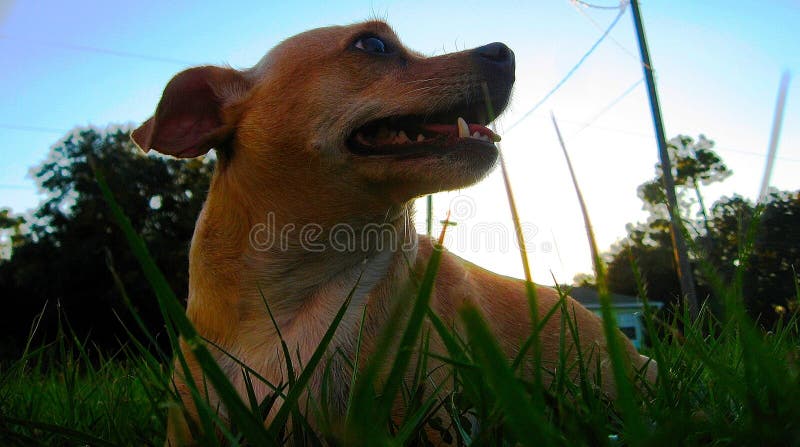 Chigale Stock Photos - Free & Royalty-Free Stock Photos from Dreamstime