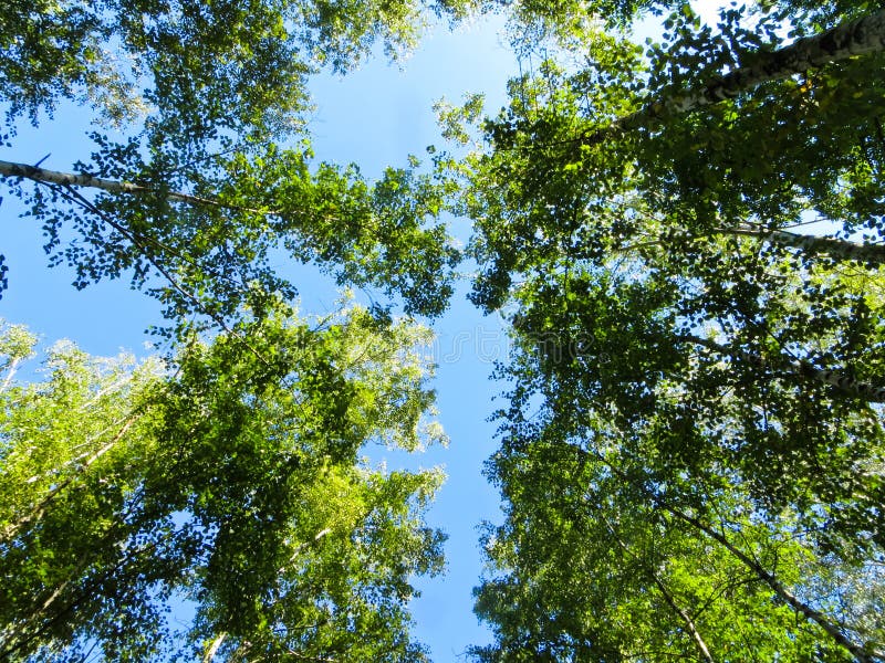 Looking up in birch forest stock photo. Image of light - 77787744