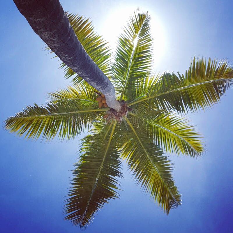 Looking Up into Blue Sky Underneath a Coconut Tree Stock Image - Image ...