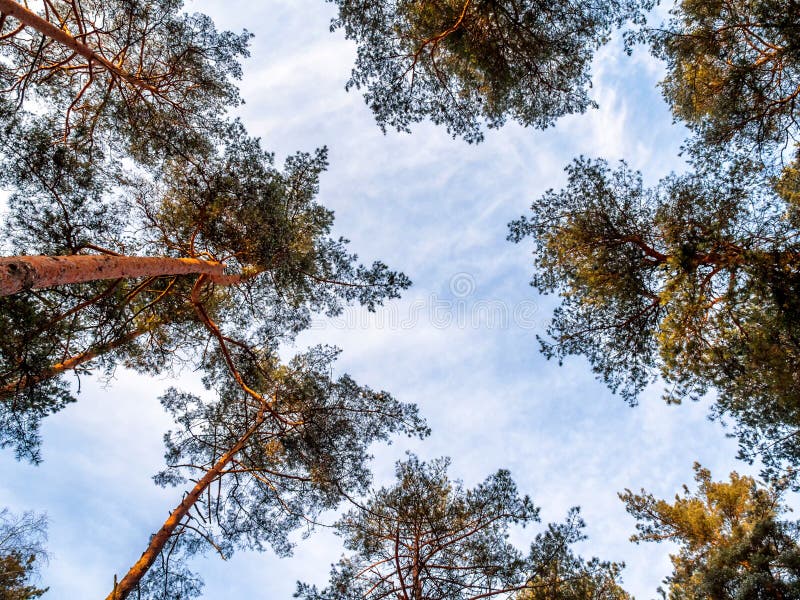 Looking Up Bottom Up View Pine Trees Crowns Branches in Winter Woods or ...