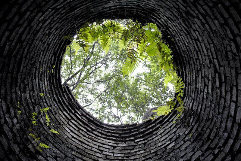 Looking Up from the Bottom of a Well into Overgrown Forest Stock Image ...