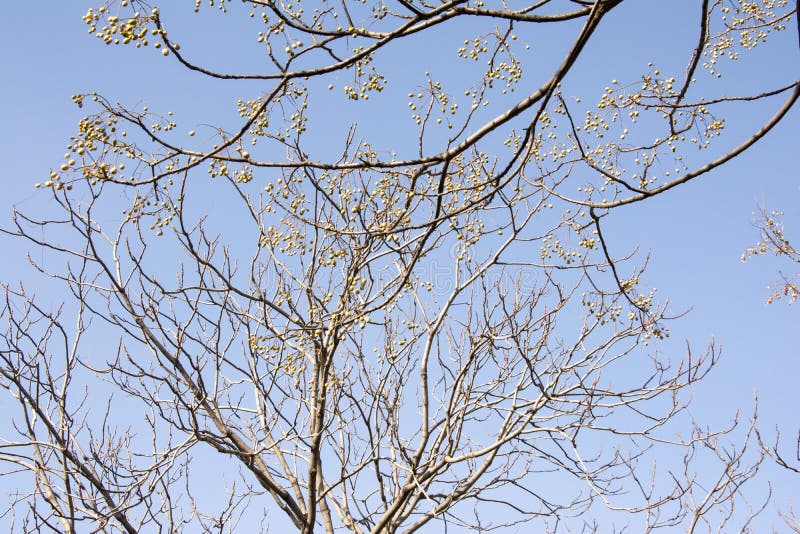 Looking up the branches stock image. Image of background - 83471083