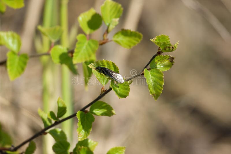 Looking Up at Bright Spring Birch Tree Branches with Fresh Leaves Stock ...