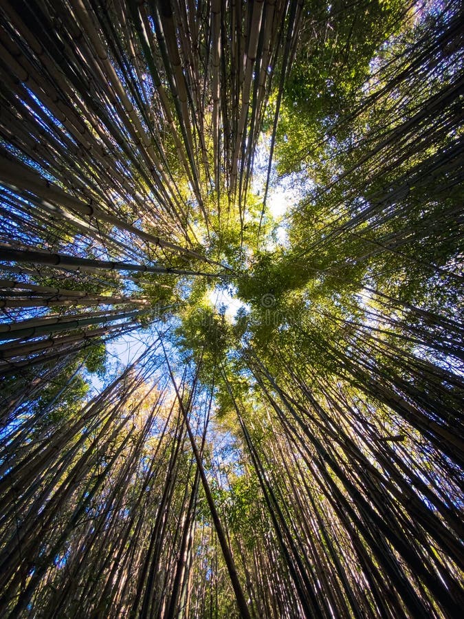 Bamboo Trees in a Japanese Garden Stock Image - Image of kyotojapan ...